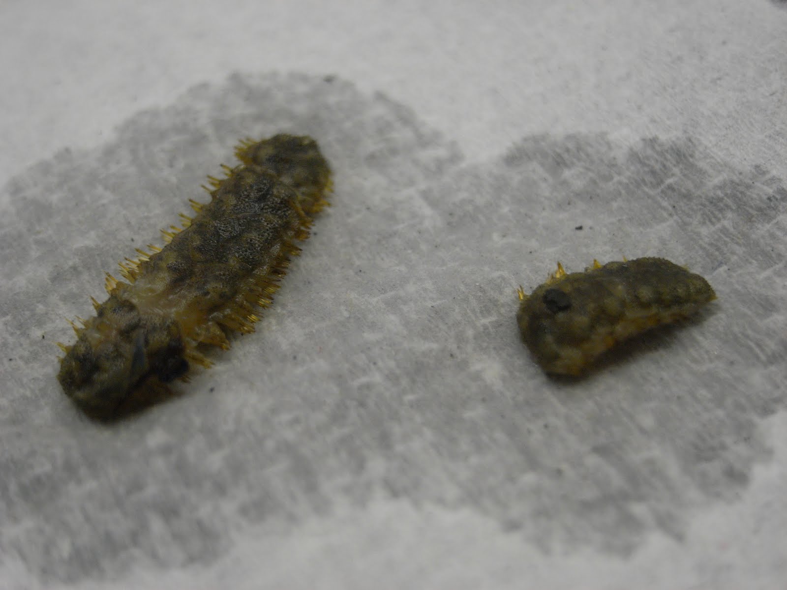 Chronicles of Zostera: We're not hunting tommy-cod...