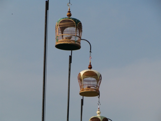 pertandingan burung merbuk