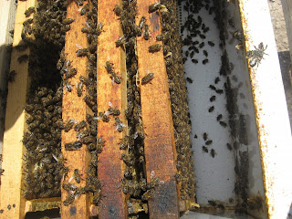 UYANIK ARICI: Halil BİLEN Ziyaretinden