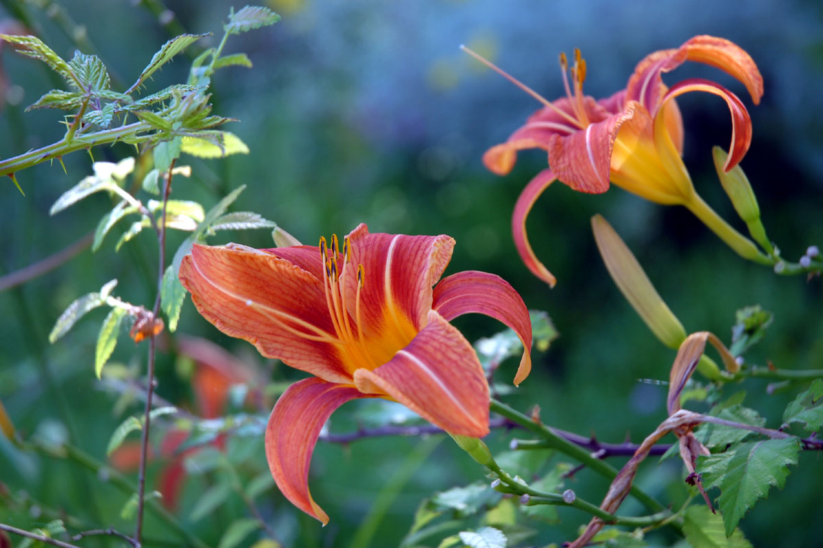 Mandhara Poo Mooli...മന്ദാരപ്പൂ മൂളി ...Vinodha Yatra