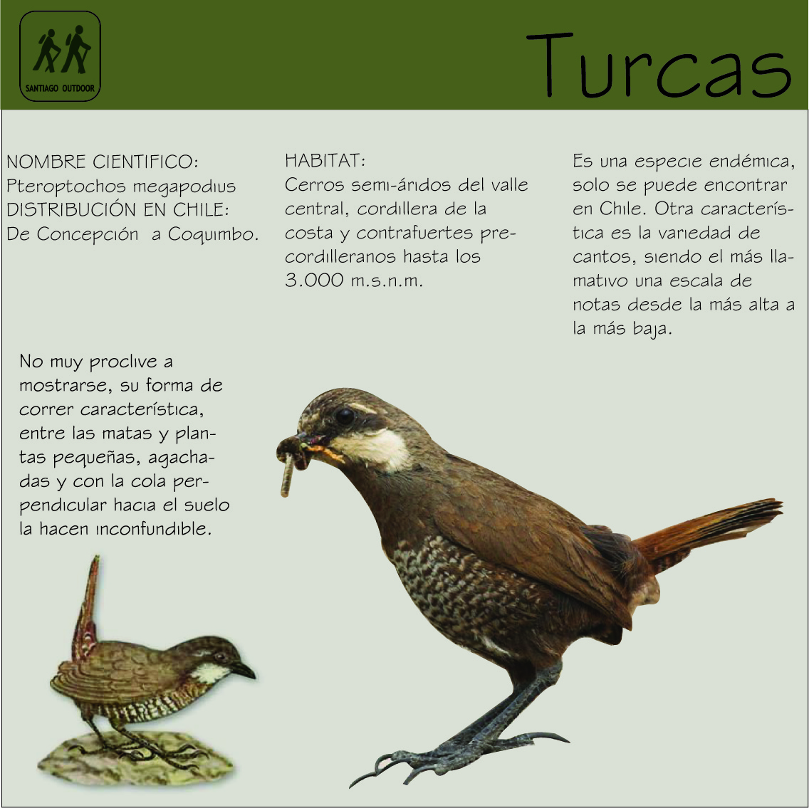 Santiago Outdoor!!!!: Aves 1