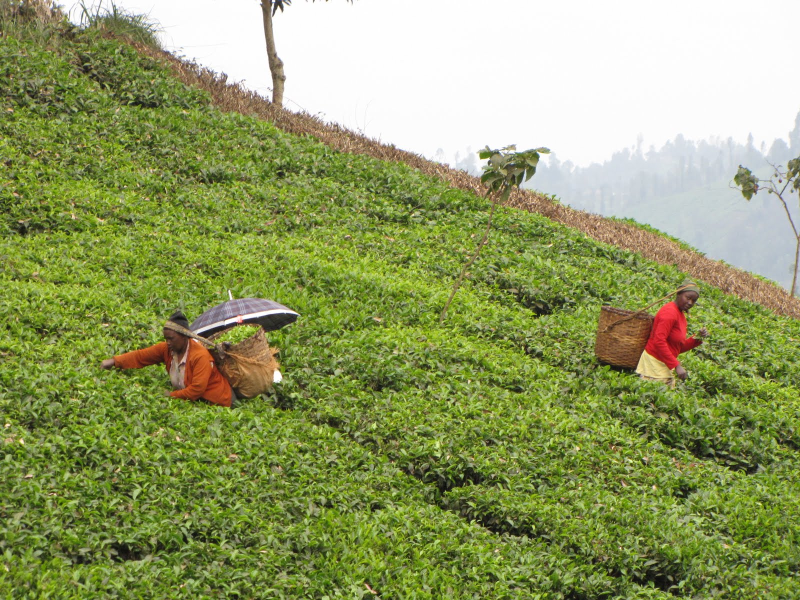 FiveKennys: GOH Kangema