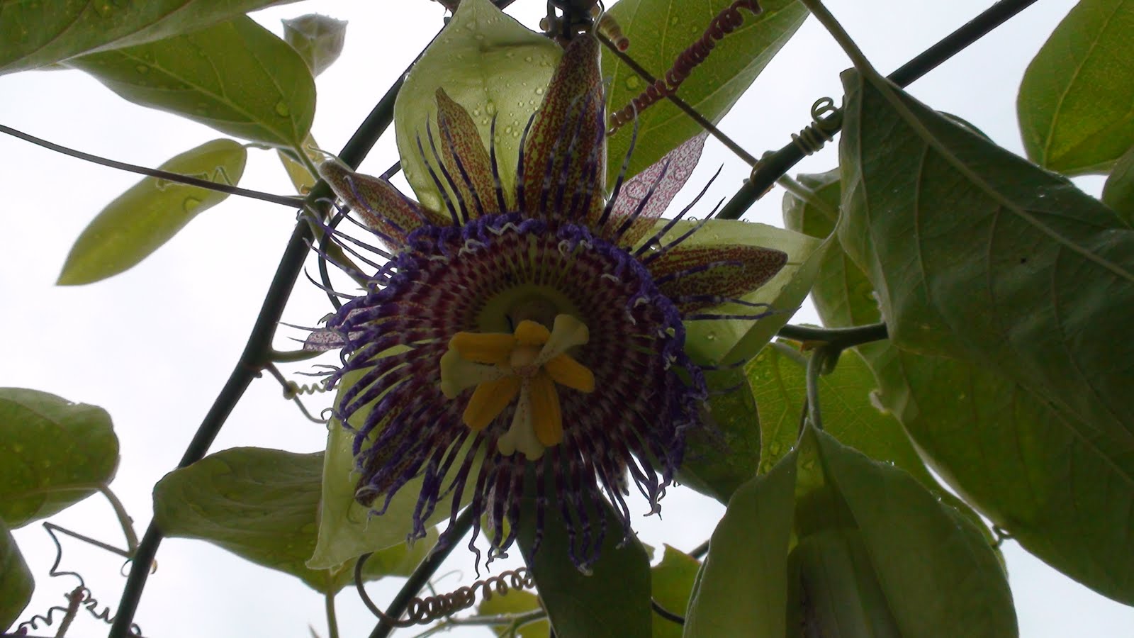 TRANSFORMACIÓN DE ALIMENTOS A BASE DE CHOLUPA: IMAGENES DEL CULTIVO EN ...