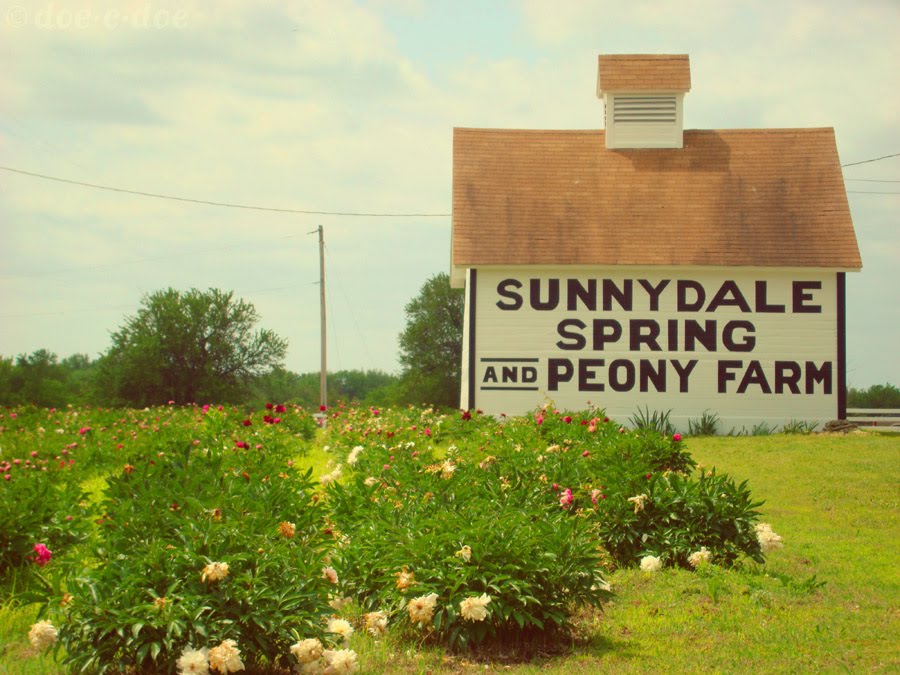doe-c-doe: a week out & about - sunnydale, ks
