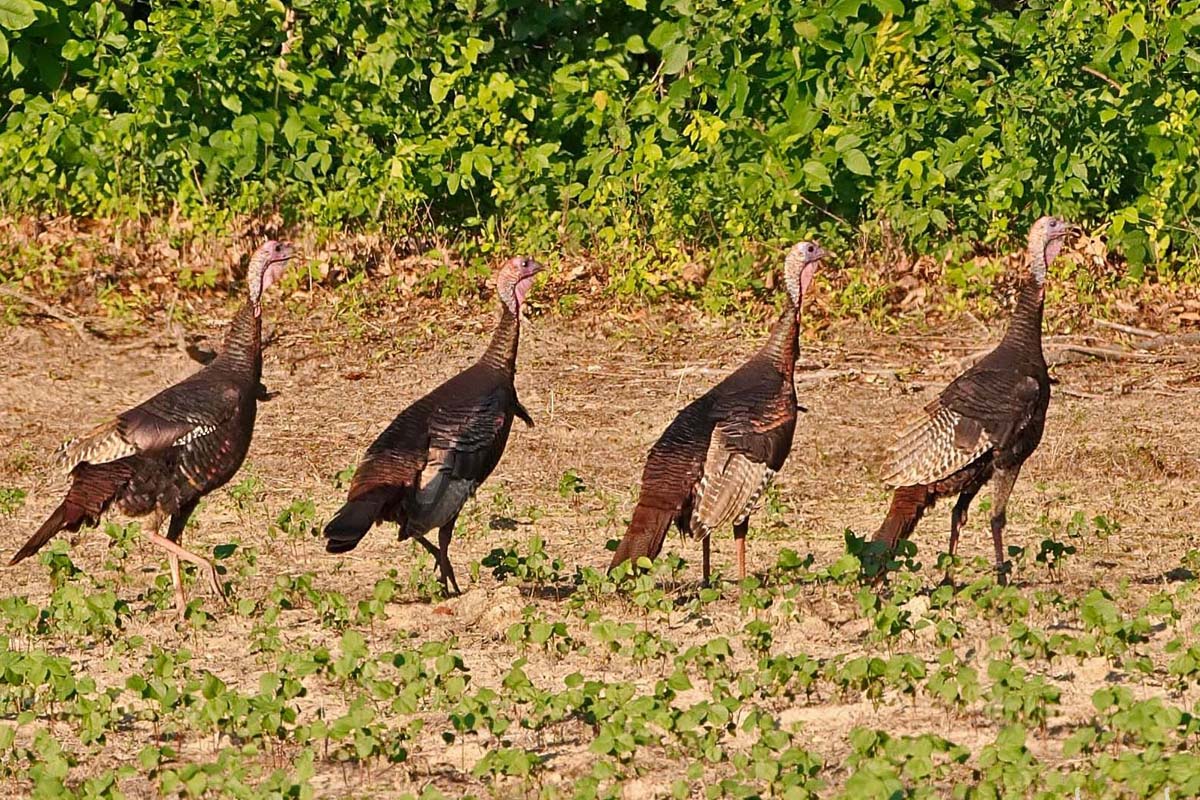 Burnt Bridges Birding: Wild Turkey