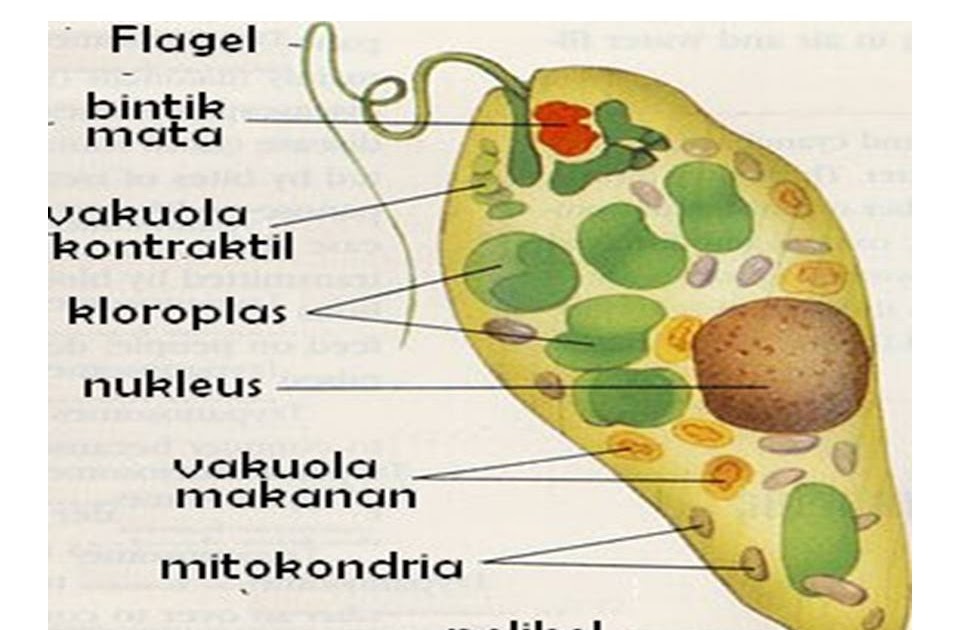 Flagellata (Mastigophora)
