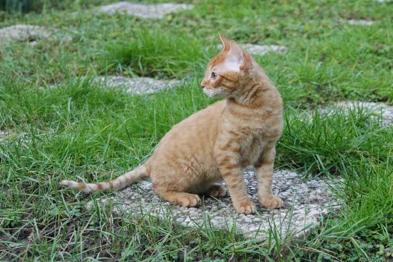 catlist: German Rex Cat Kittens