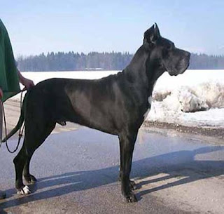 PUPPY CARE CENTER: Alaunt Puppy Care Center and The dog breed is a full ...