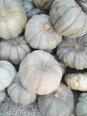 bloomerism :: a blog by inBloom Event Design: what the what?? grey ...