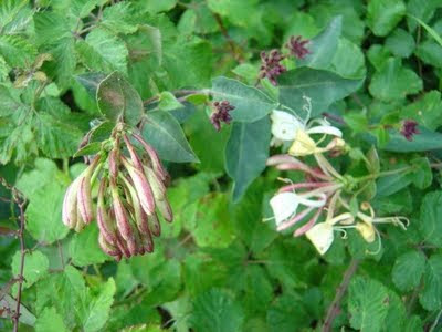 MADRESSILVA - Lonicera periclymenum - Planta Venenosa - 60 - Plantas ...