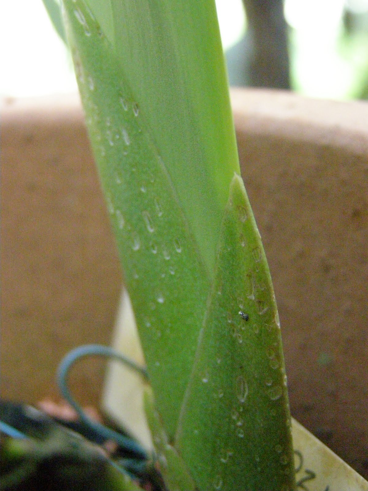 Triang Botanical Valley: Kenal penyakit orkid: Serangan siput
