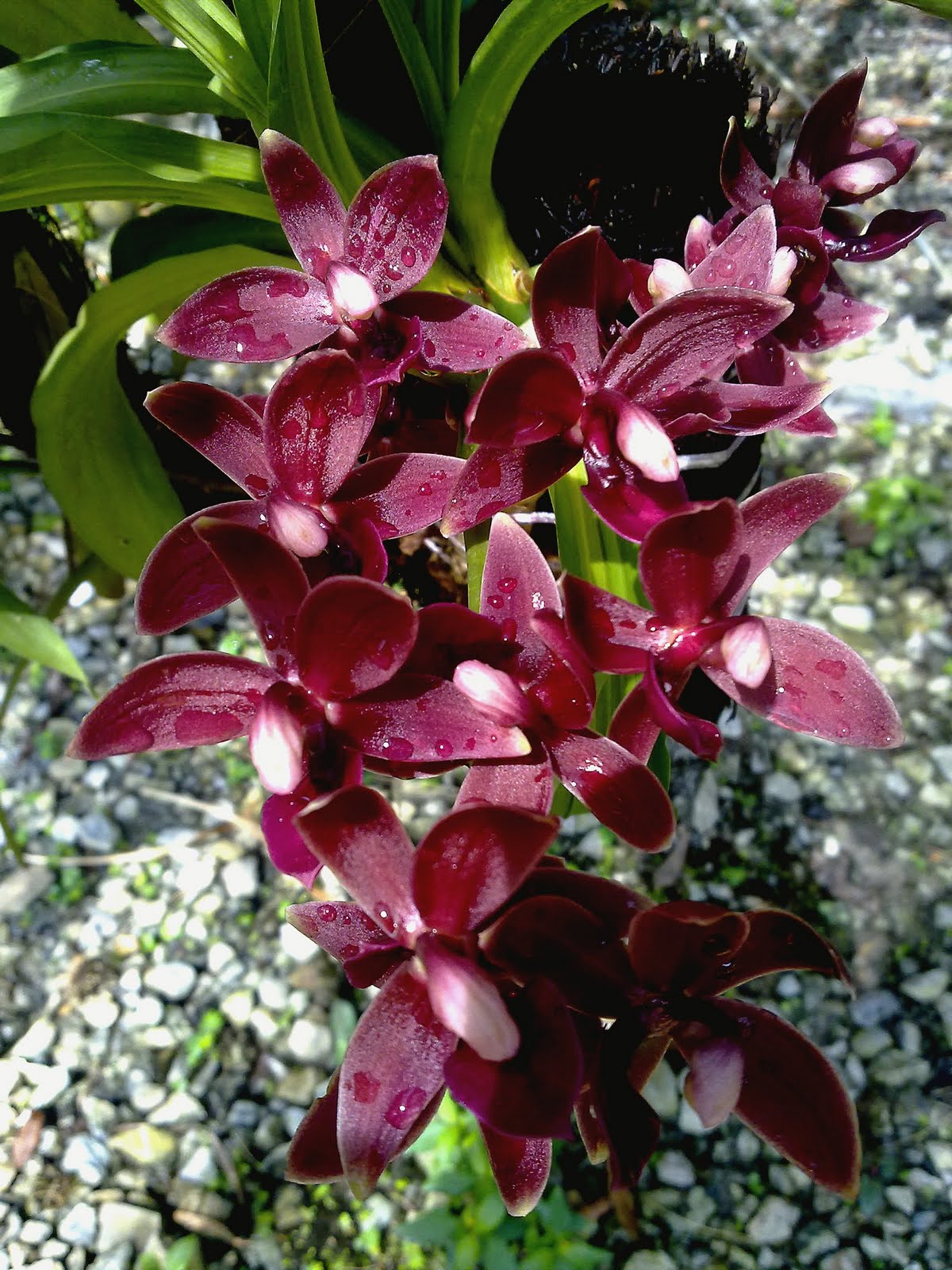 Triang Botanical Valley: Cycnodes Jumbo Puff X Cycnoches pentadactylon