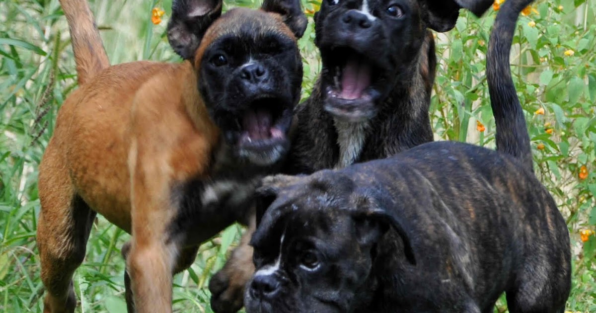 Bachbett Boxer Blog: Mutant Monster Boxer Puppies!!