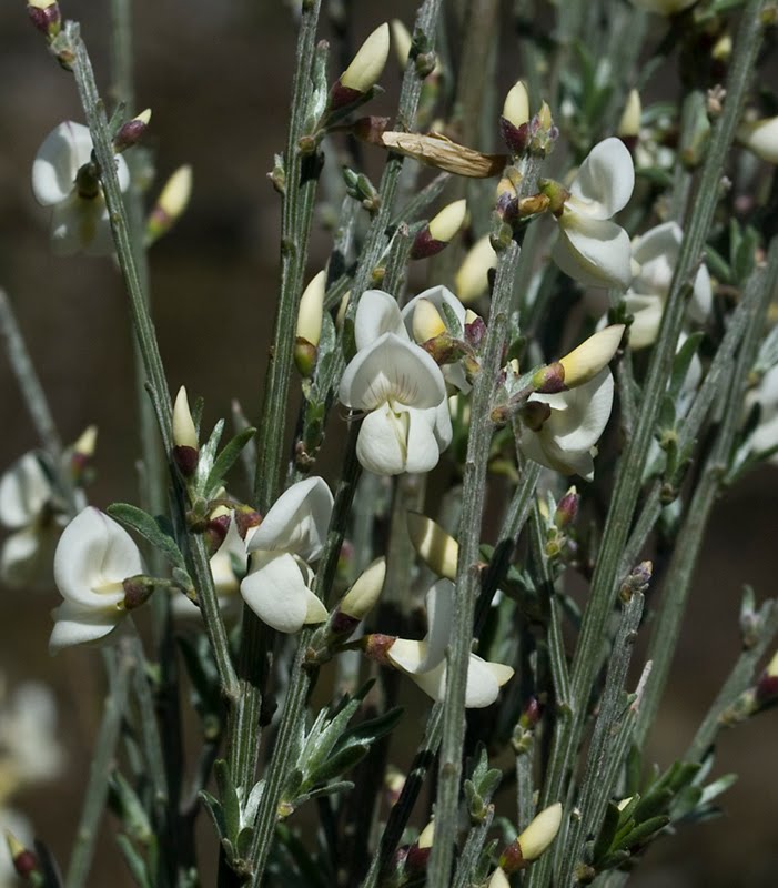 Paseos por la naturaleza: Cytisus multiflorus. Escoba blanca.