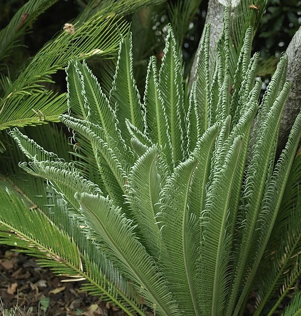 Flora ornamental, hortícola y medicinal.: Cycas revoluta. Palma de Sagú.