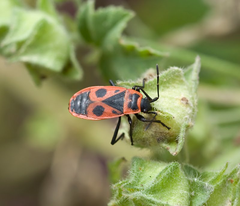 Paseos por la naturaleza: Pyrrhocoris apterus. Chinche roja.