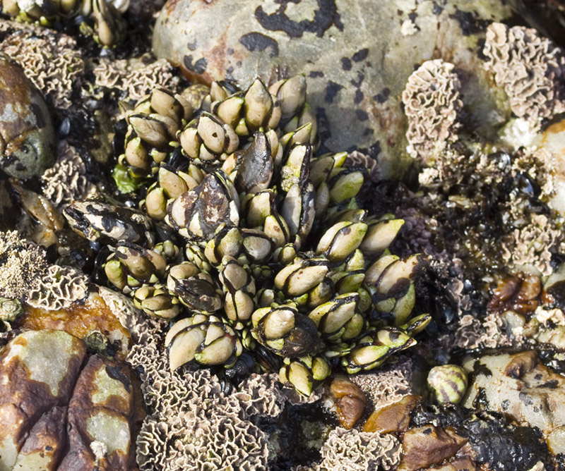 Paseos por la naturaleza: Mitella pollicipes. Percebe.