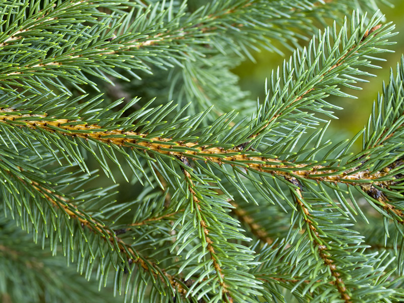 Paseos por la naturaleza: Picea abies. Pícea común.