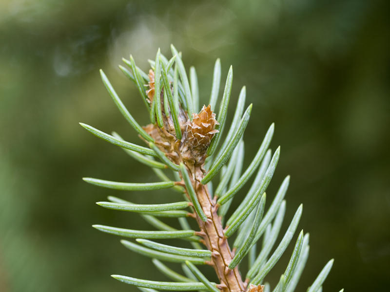 Paseos por la naturaleza: Picea abies. Pícea común.