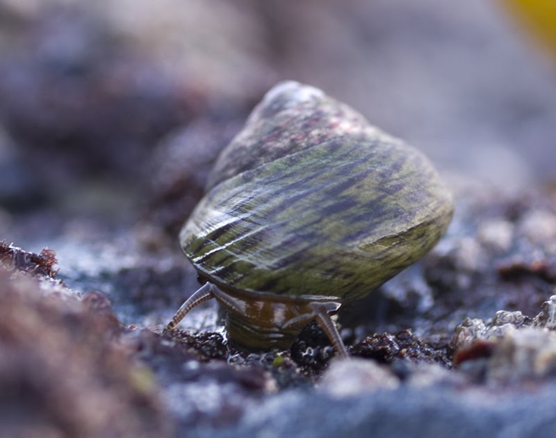 Paseos por la naturaleza: Phorcus lineatus