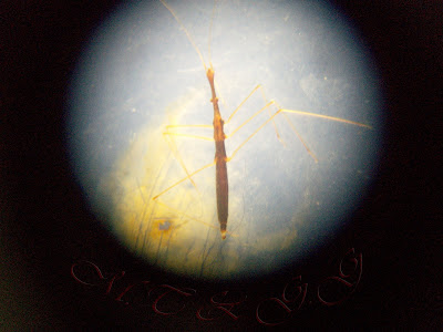 ANADOLU BİYOLOJİ: Arthropoda Lab. Fotoğrafları / Hydrometra sp.