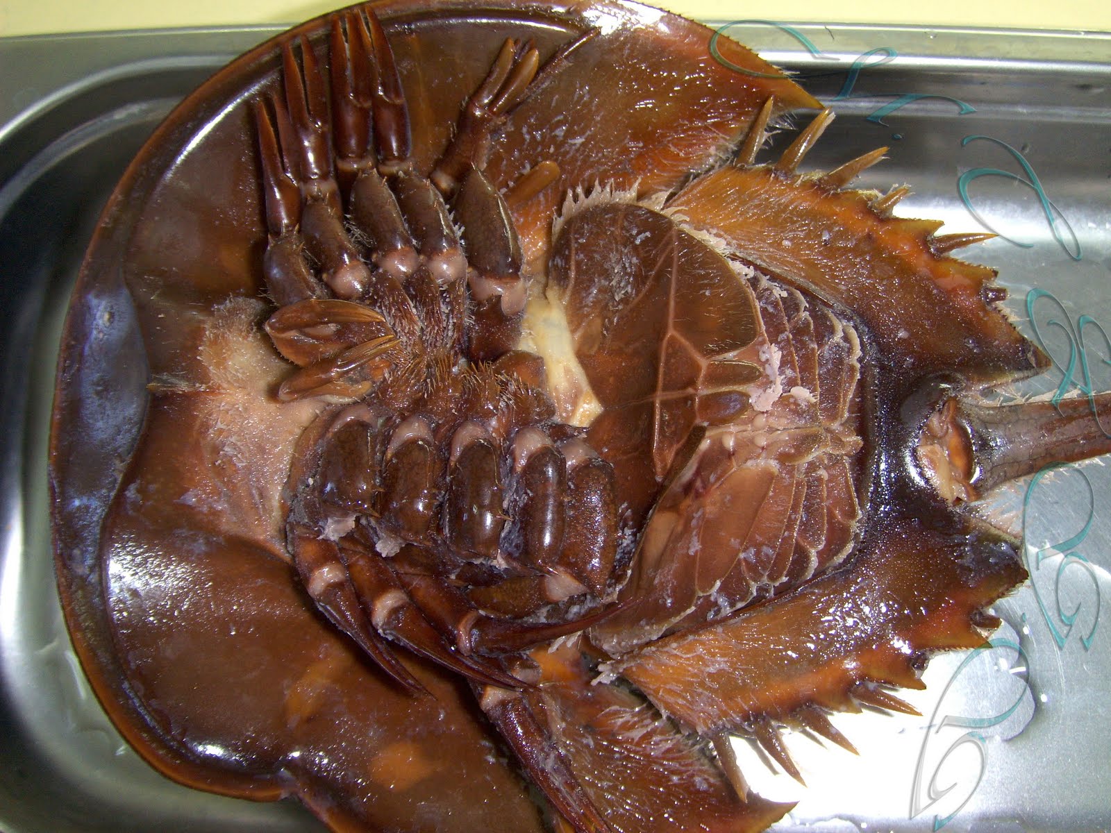 ANADOLU BİYOLOJİ: Arthropoda Lab. Fotoğrafları / Limulus