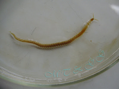 ANADOLU BİYOLOJİ: Arthropoda Lab. Fotoğrafları / Geophilus sp.