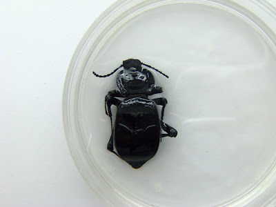 ANADOLU BİYOLOJİ: Arthropoda Lab. Fotoğrafları / Carabus sp. (Kara Fatma)