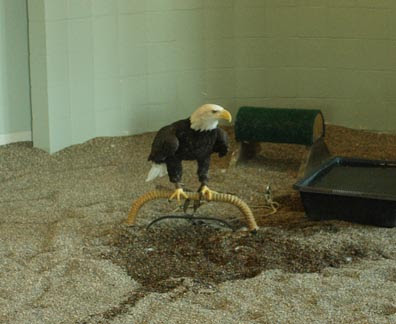 Ecobirder: A stop off at the National Eagle Center