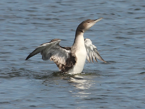 common loon feet | ruflovocomz