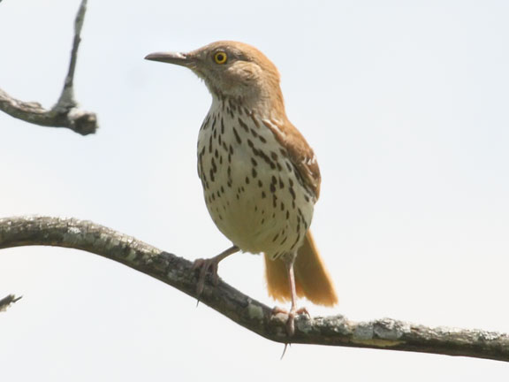 Ecobirder: Georgia State Bird