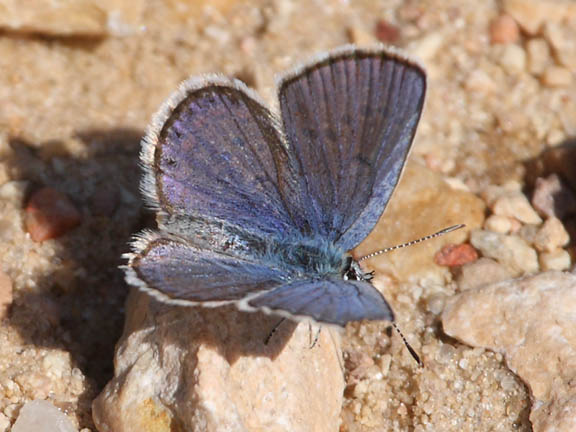 Ecobirder: Karner Blue Butterfly