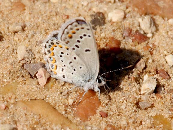 Ecobirder: The Endangered Karner Blue