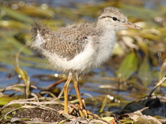 Ecobirder: Spotted Sandpiper Chick