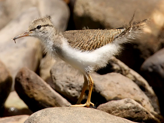 Ecobirder: Spotted Sandpiper Chick