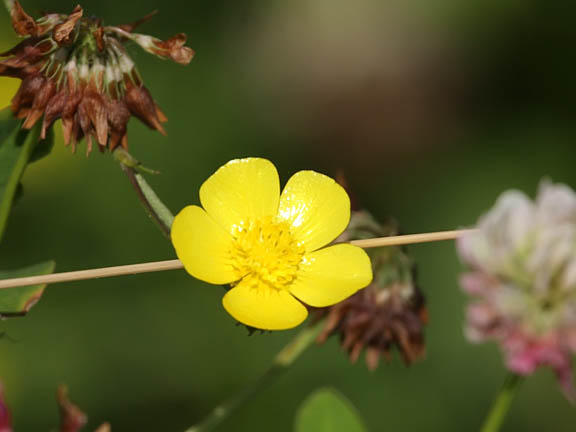 Ecobirder: Tall Buttercup