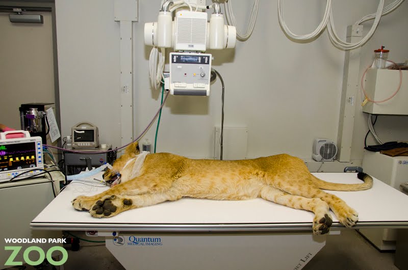 Woodland Park Zoo Blog: New female lion gets a check up