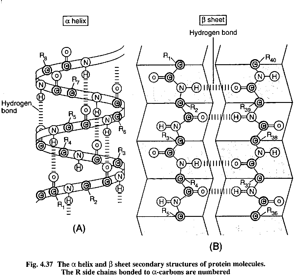 Formula Pelajaran: BIOLOGY F4 Chapter 4: Protein Secondary Structure