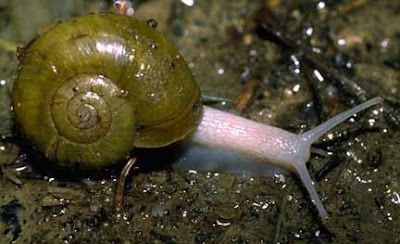 The Oceans; A Physical Geography: Mollusca