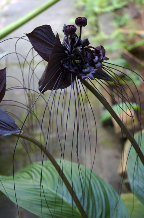 anggrek hitam (black orchid)