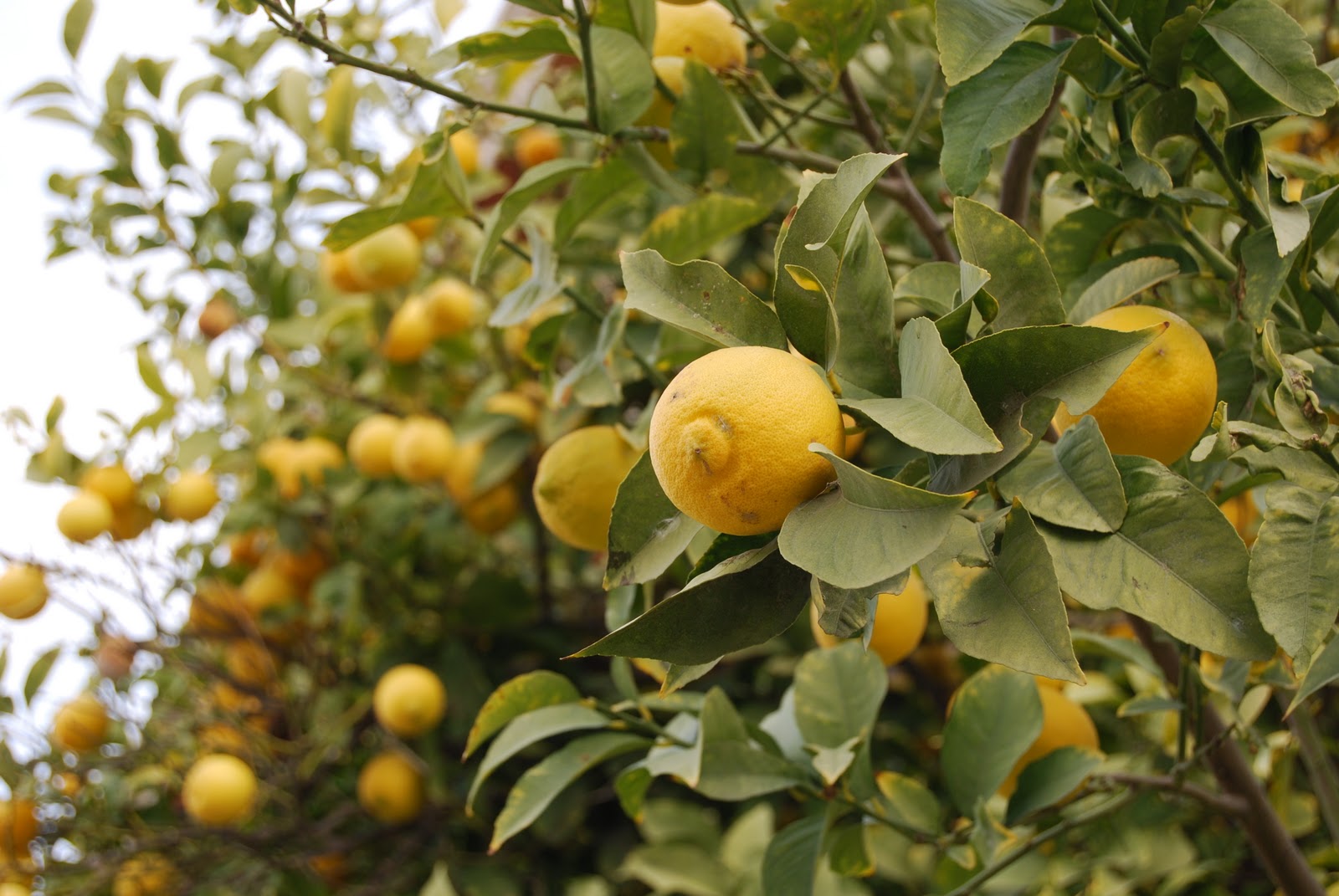 Follow Woody: Photos of the Day - "Bitter Lemons & Oranges"