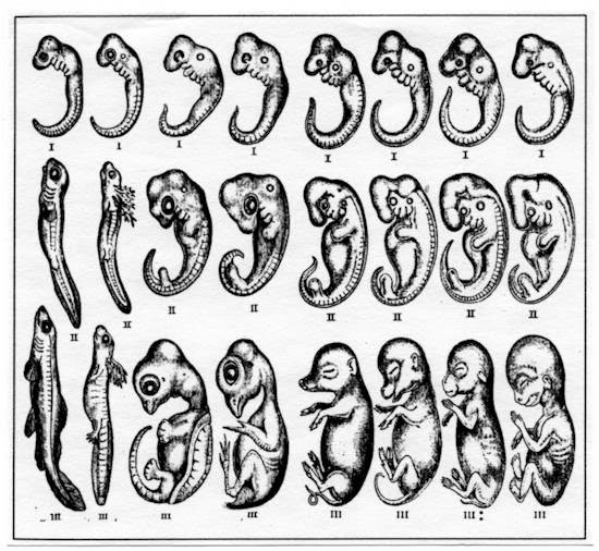 Visual Culture and Evolution: An Online Discussion: 4/6: What were ...
