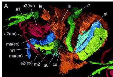 Evolutionary Novelties: Ostra-blog 4 - Colymbosathon ecplecticos