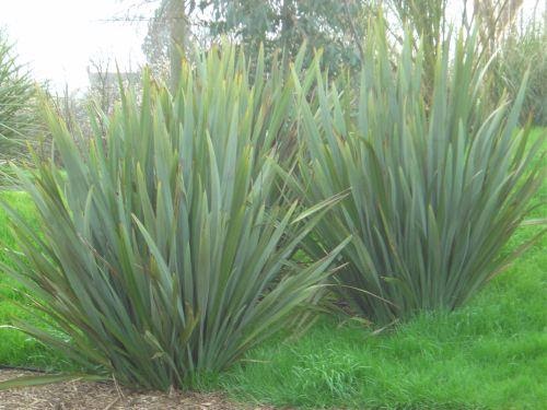 Terra Nostra: FORNIO - Phormium tenax