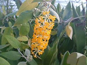 Terra Nostra: CAMBARÁ - Buddleja madagascariensis