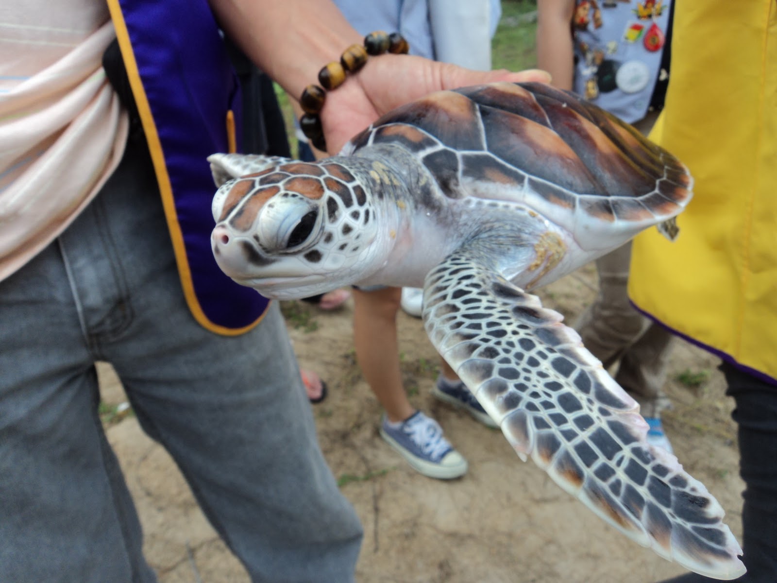 Kuantan City Lions: Turtle Conservation