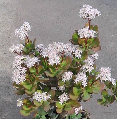 kisbatiz: Pozsgafa,majomfa...