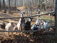 Dancing Angels Nigerian Dwarf Goats: Blue-Eyed Moonspotted Buckling for ...