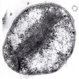 Tony's thoughts on the Natural World: 13b. Bacteria and other ...