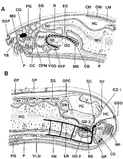 The World of Mollusca: Aplacophora